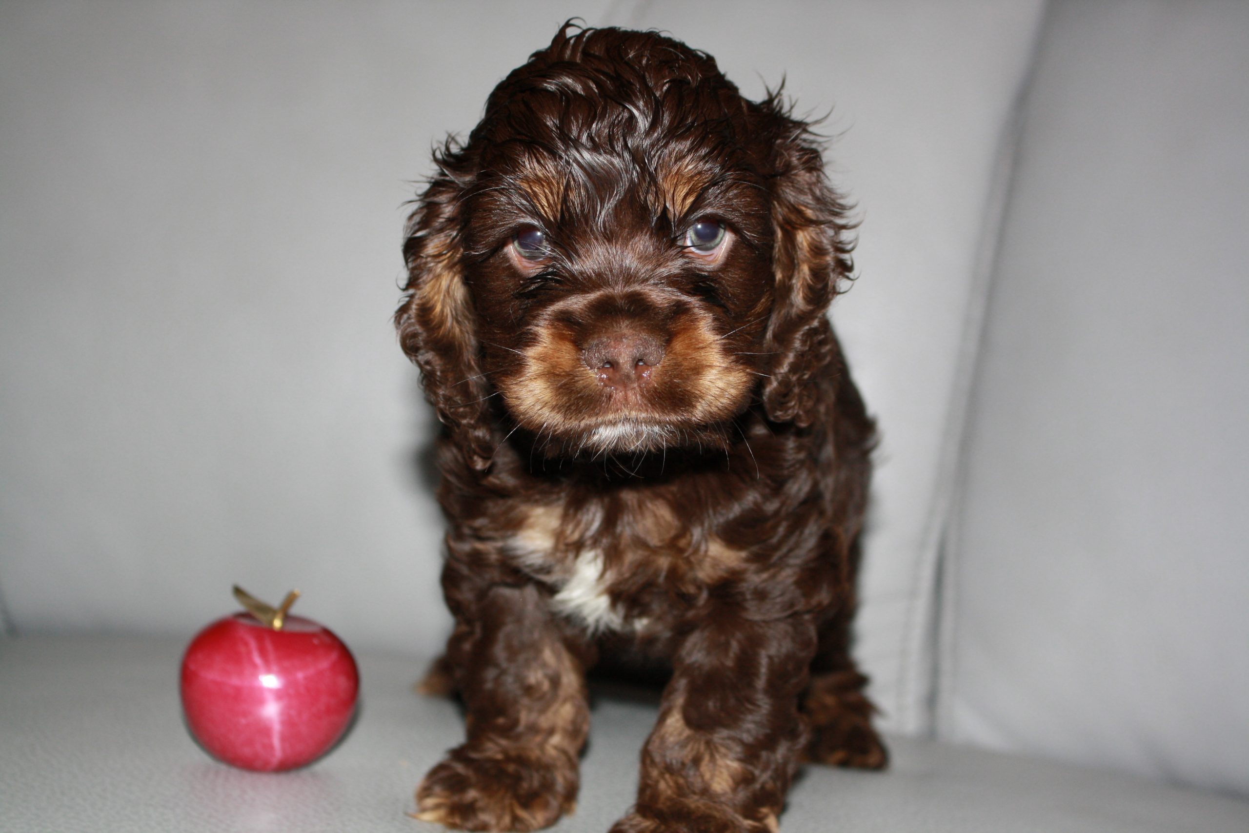 Daisy Hills Cocker Spaniels – Cocker Spaniel Breeder in Calgary, Alberta